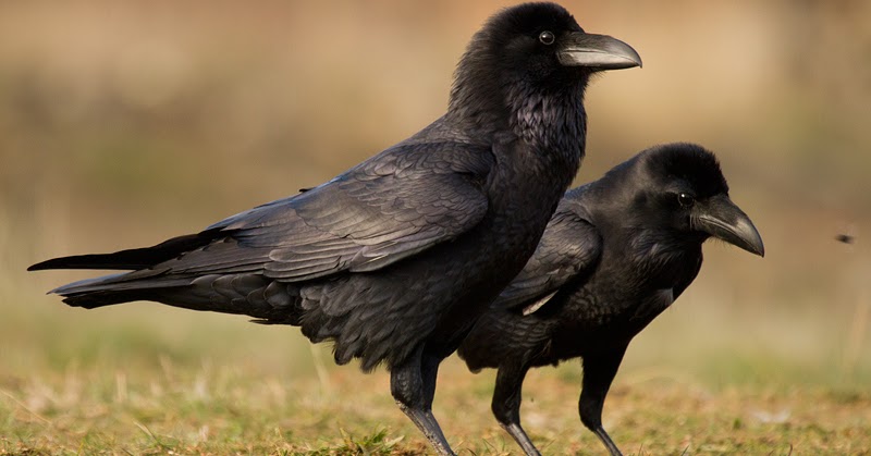 La pareja de cuervos