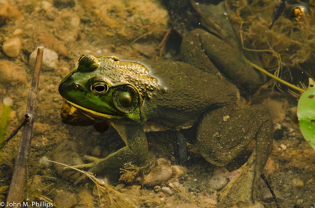 SKEPTIC PHOTO: FROGS AND LILYPADS