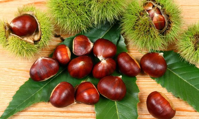 Somos lo que comemos