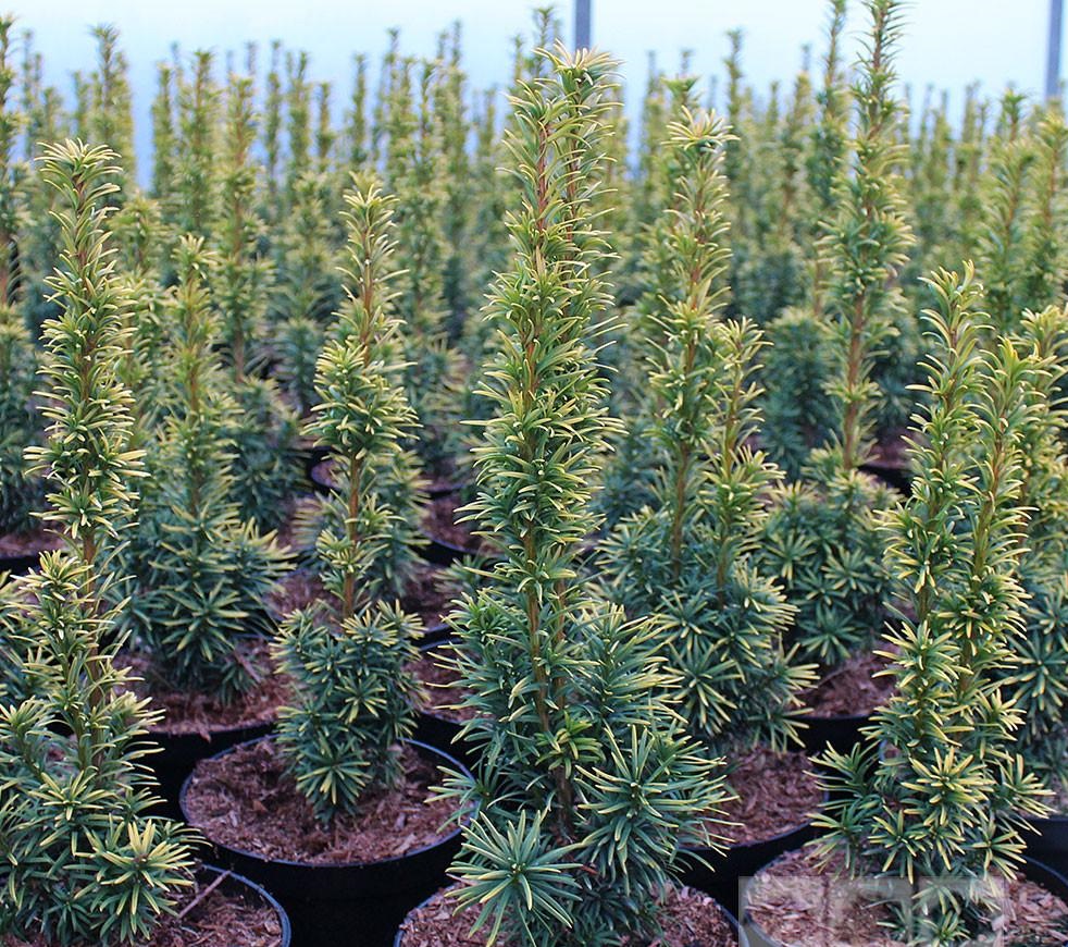 Trees Planet: Taxus baccata – European Yew - English Yew