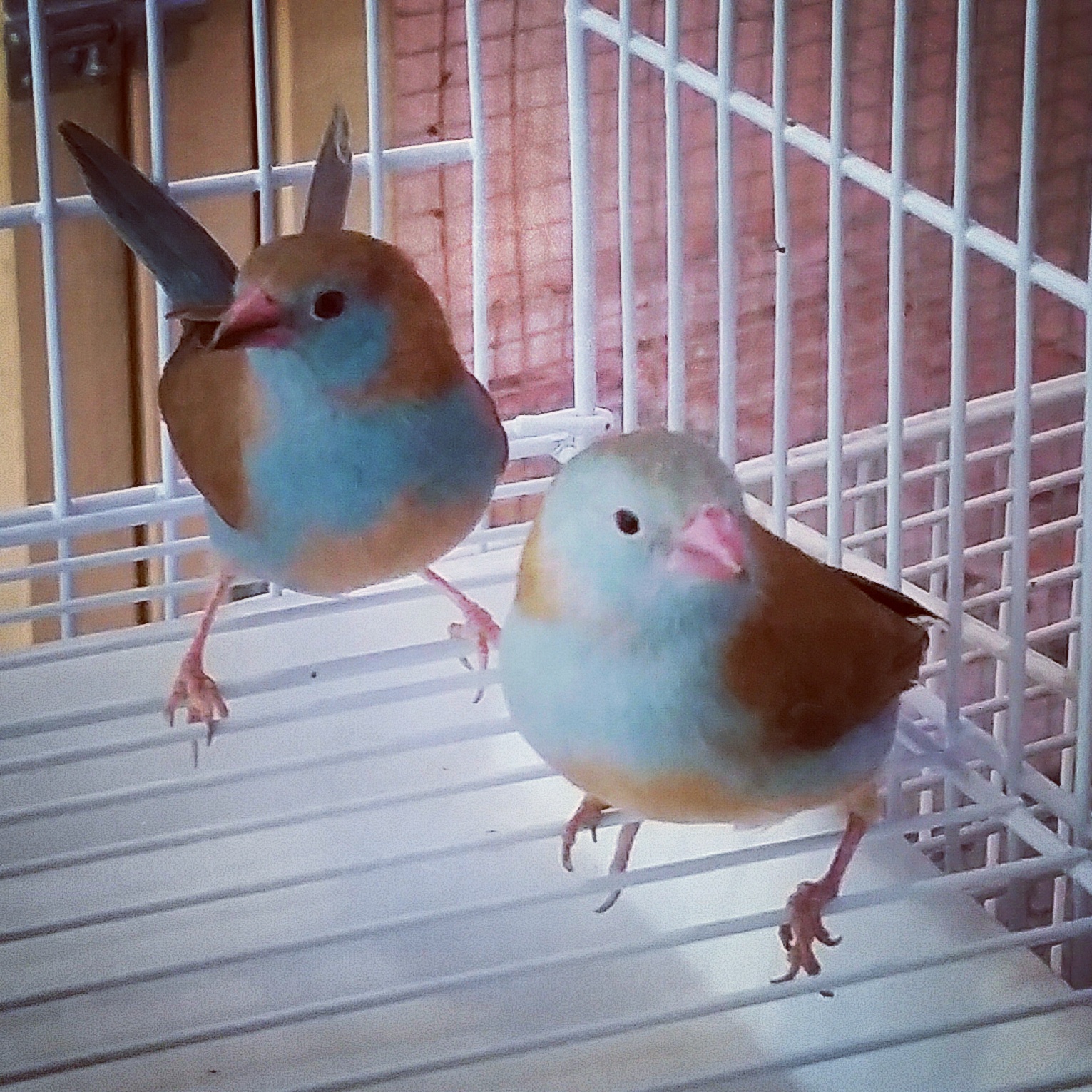 Happy Bird Place Finch and Grasskeet Blog: Breeding season ending. Time ...