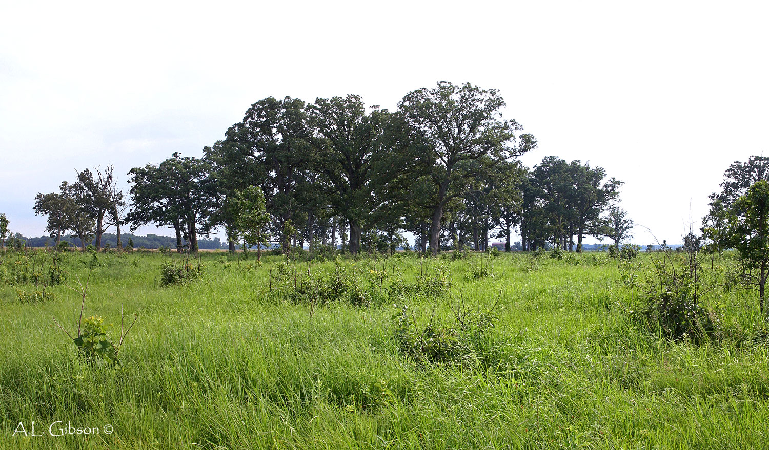 The Buckeye Botanist: Ode to Ohio's Prairies: Bluegrass Region (Part I)