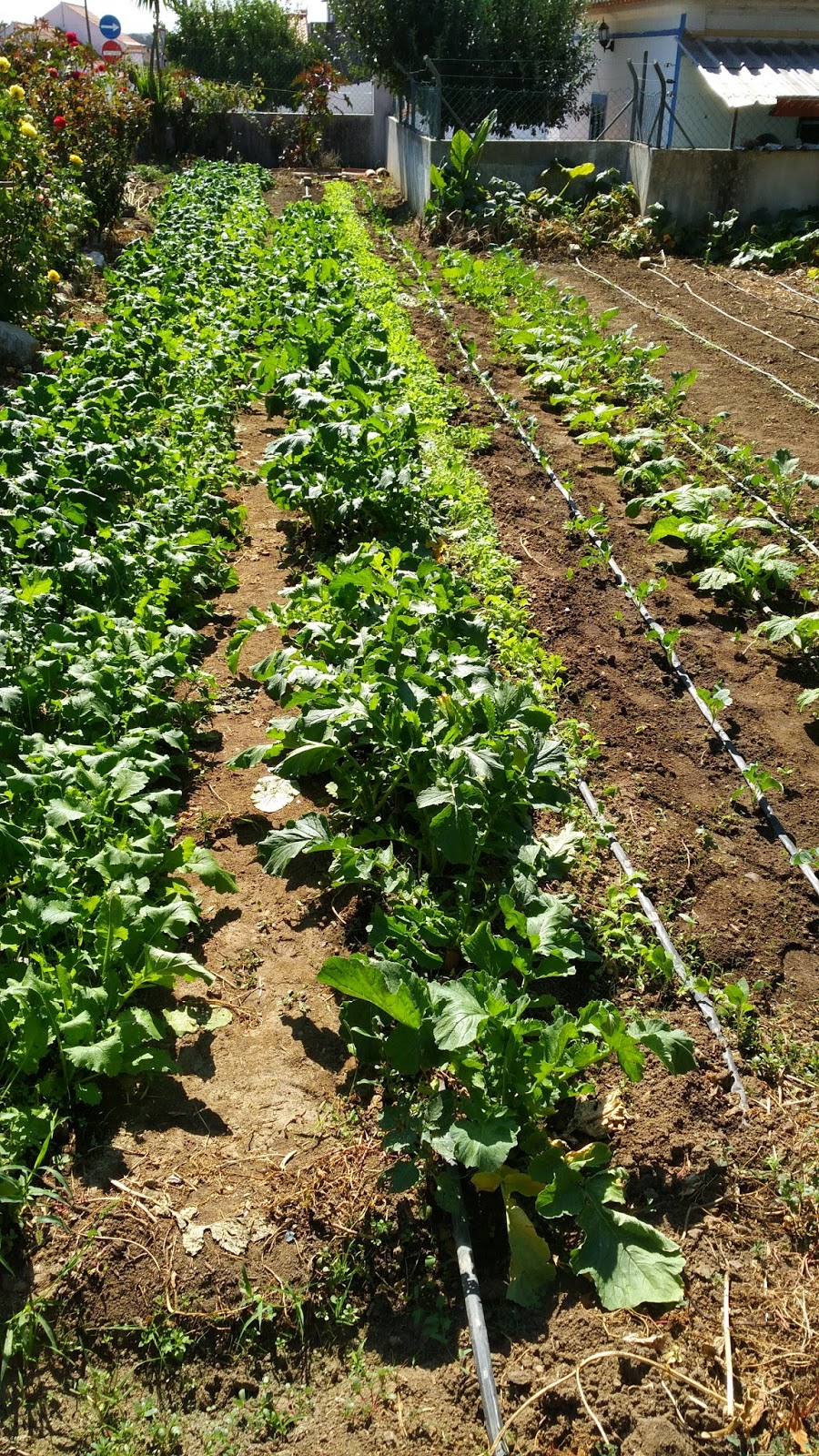 A HORTA DO JOÃO: Como plantar nabos e rábanos