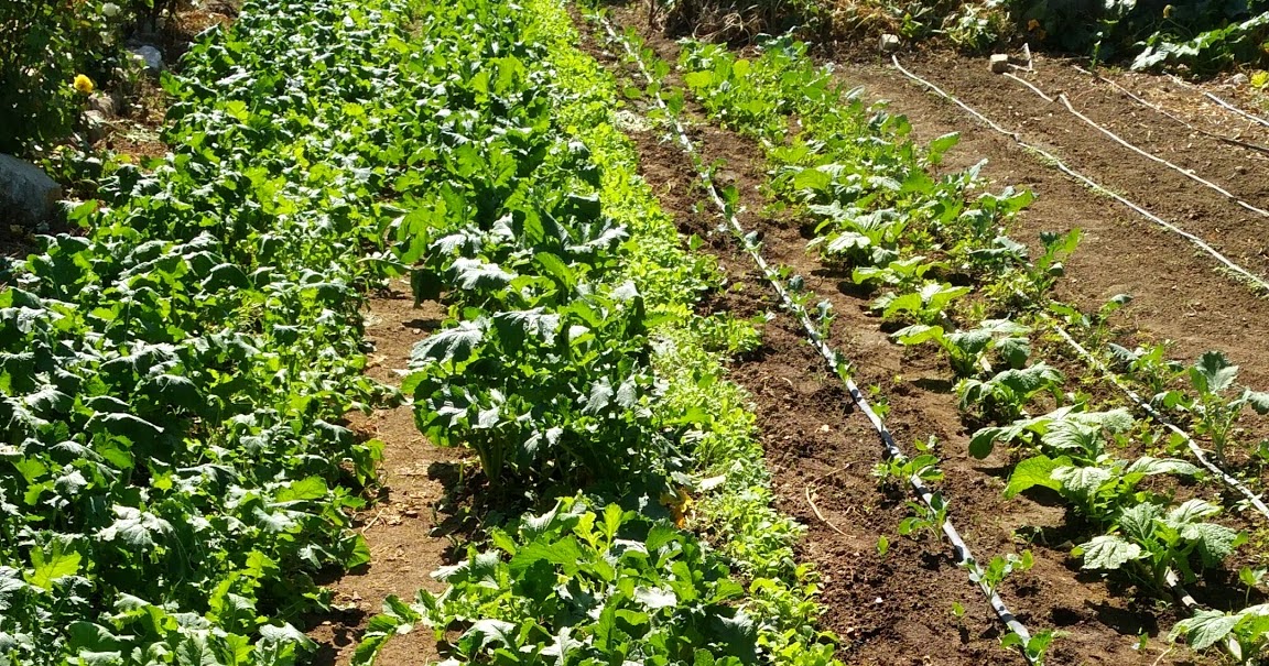 A HORTA DO JOÃO: Como plantar nabos e rábanos