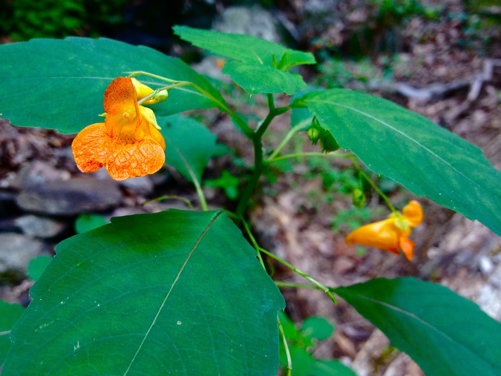 Plant World: Impatiens capensis