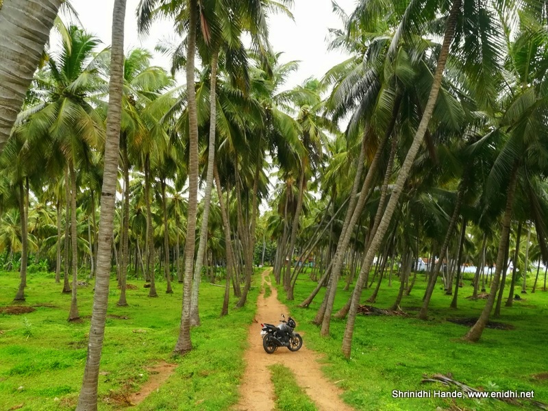 Riding through the coconut plantations in Pollachi - eNidhi India ...