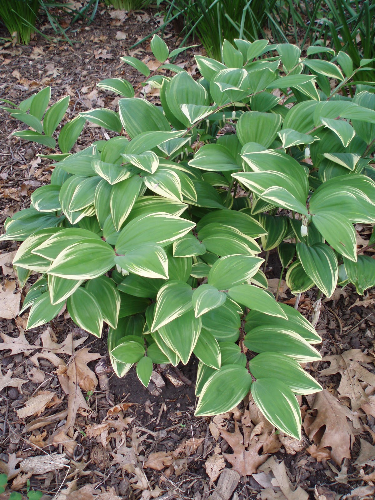 Rotary Botanical Gardens - Hort Blog: Perennial Plant of the Year - 2013