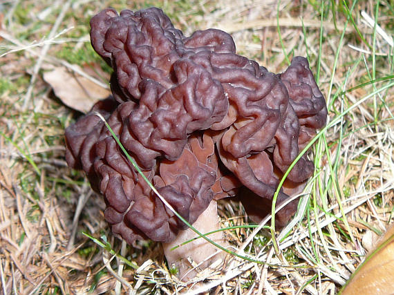 Setas y hongos: Gyromitra esculenta - Falsa colmenilla