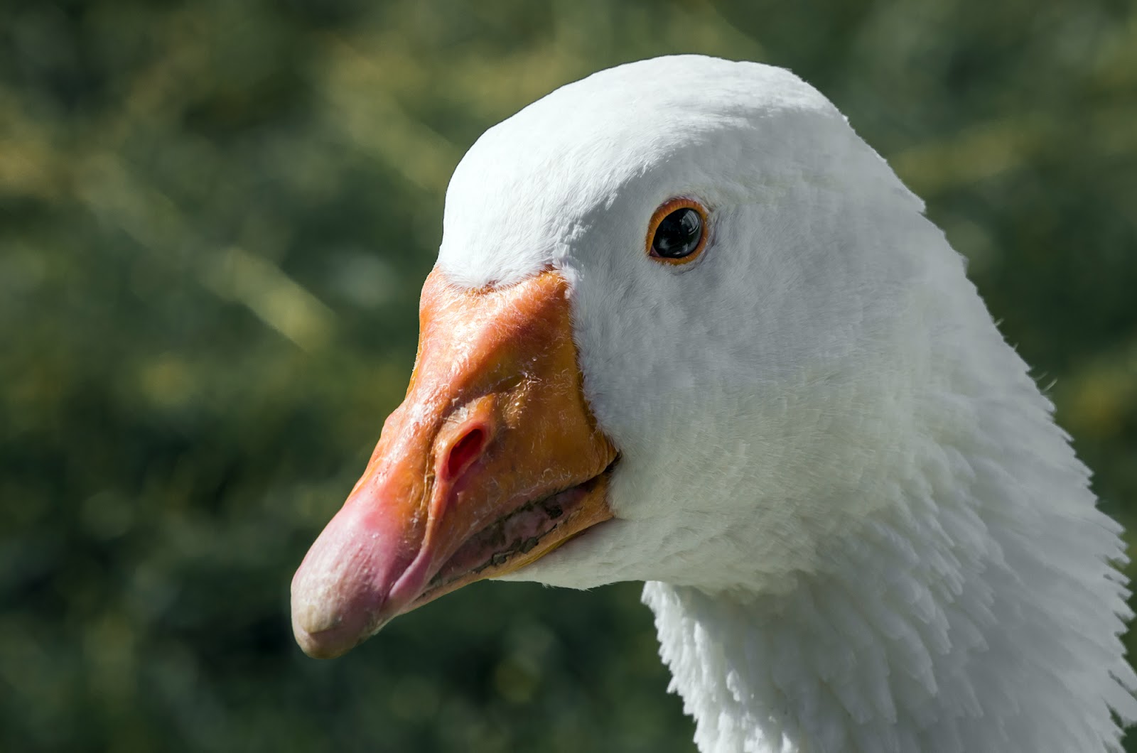 The Whodunit Photographer: Embden Goose