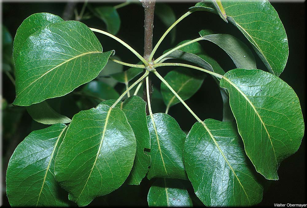 biojojo: Pyrus communis