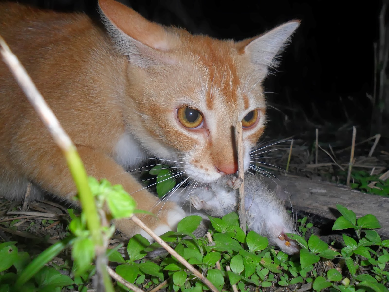 Arnab dan Kucing: Kobis makan tikus?