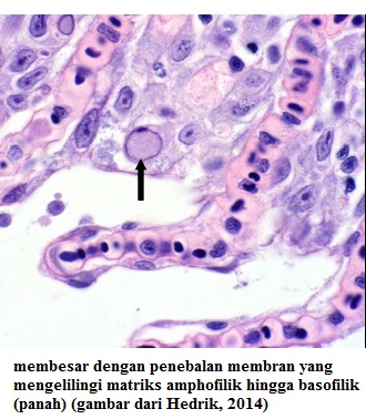 \ Koi Herpes Virus (KHV)