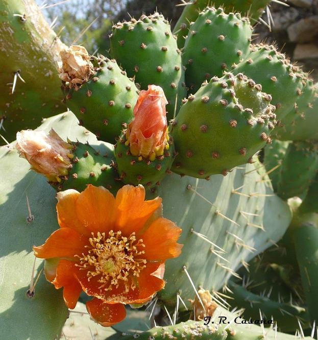 El Gallipato Alcublano: CHUMBERA (Opuntia sp.)