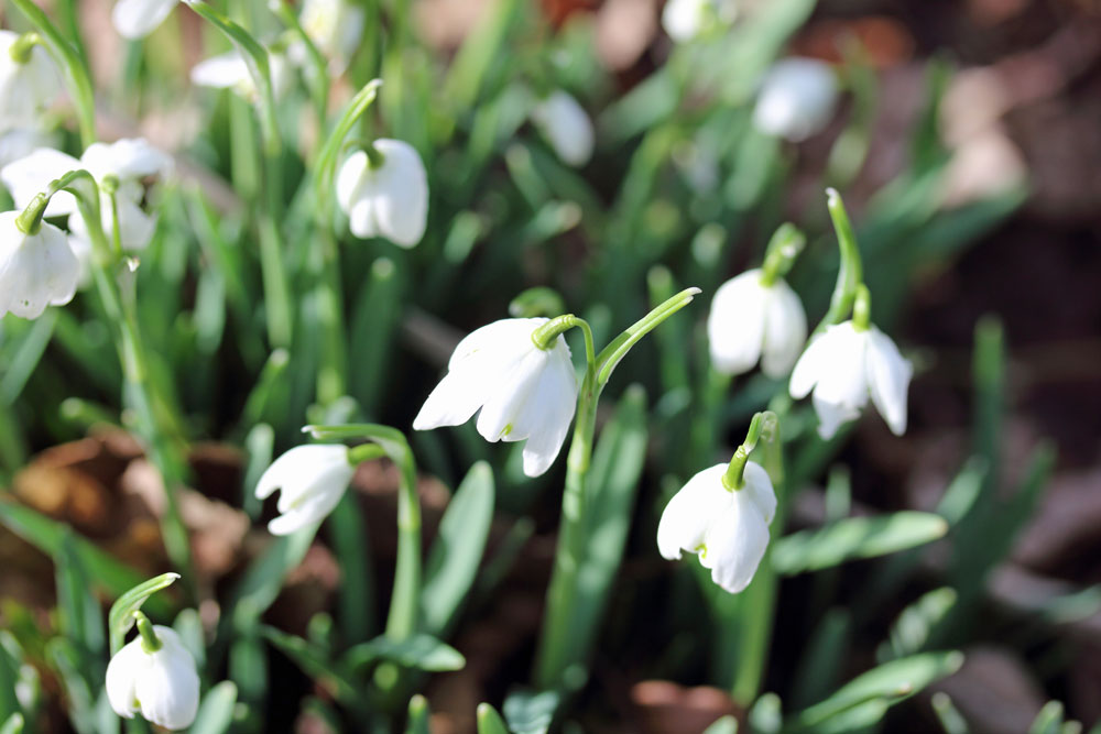 chocolatelikesnow: Snowdrops, Daffodils, and an Orange Ladybird
