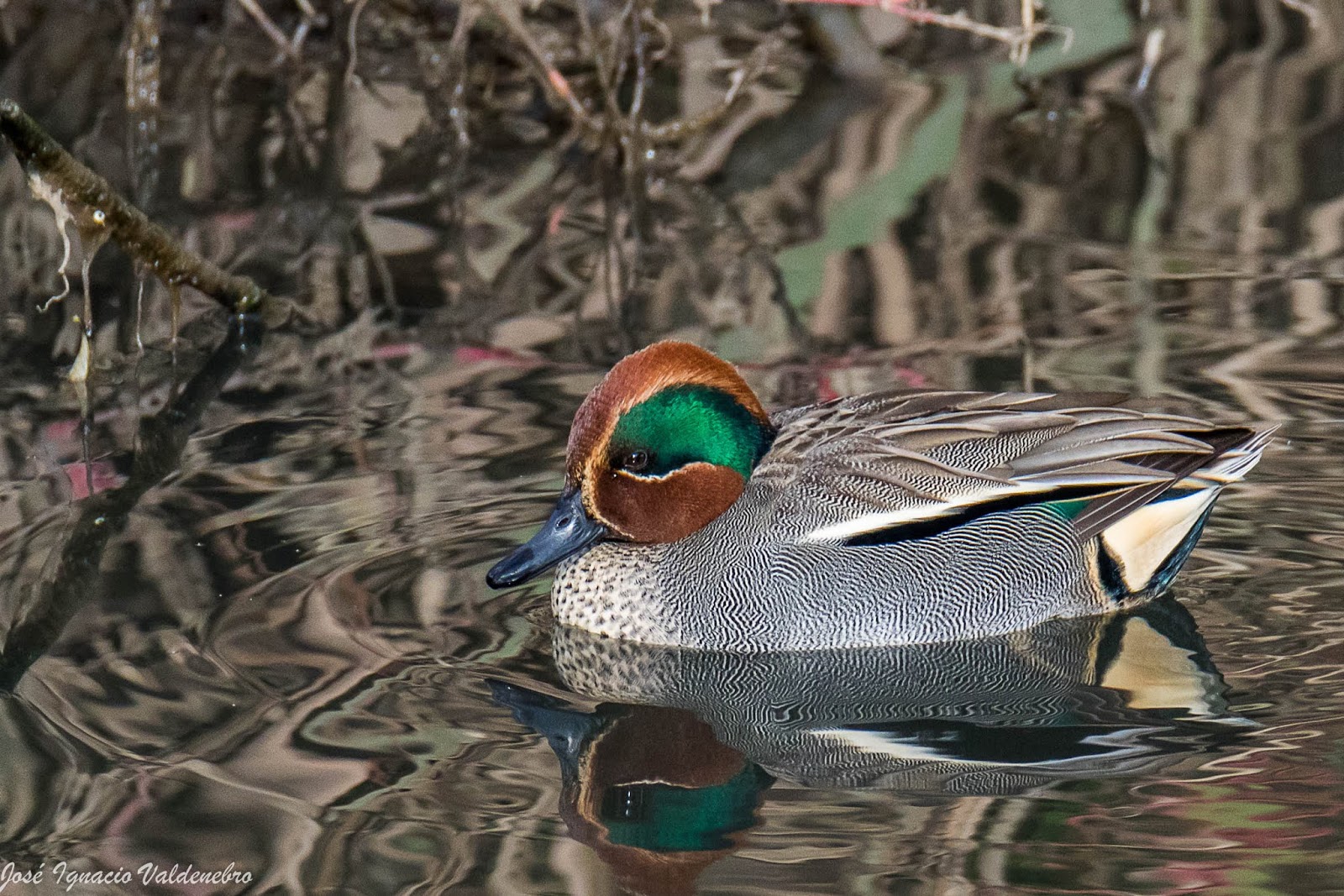 DocNatureBlog: La belleza y fotogenia del pato de superficie más ...