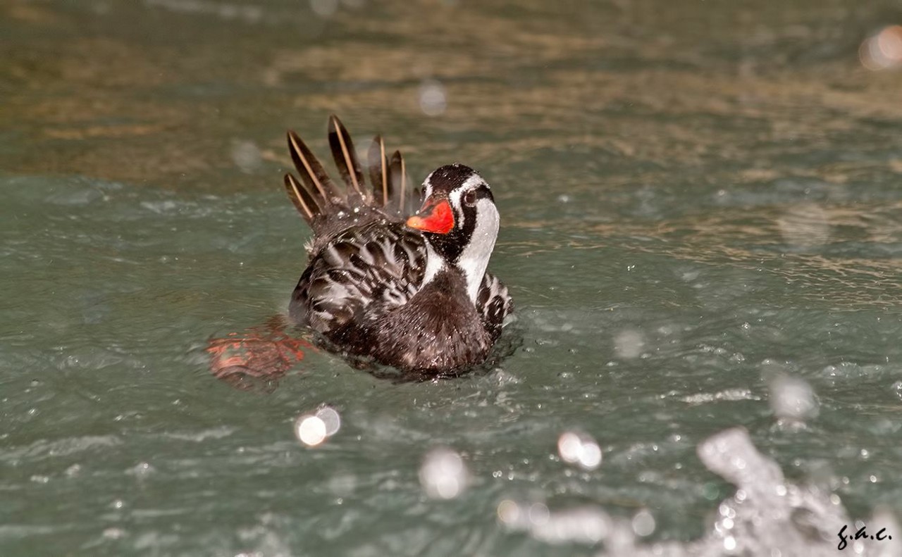 ¿Cual es el habitad del pato de los torrentes?