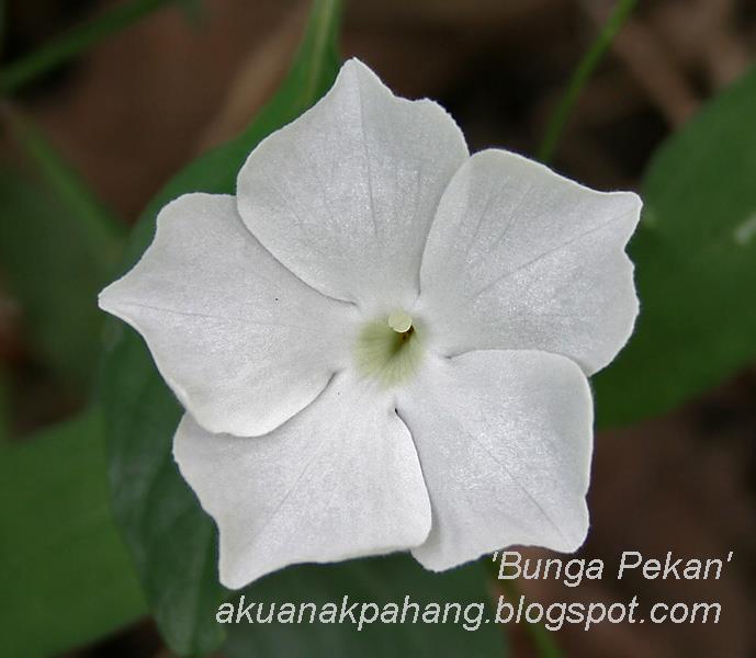 Bunga di Pekan Nan Cantik | AKU ANAK PAHANG