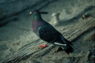 COLUMBA LIVIA OU POMBO COMUM - CARACTERÍSTICAS, HÁBITOS E HABITATS