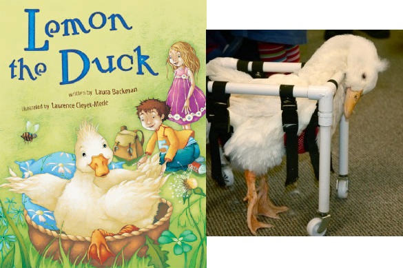 I want to learn About Spina Bifida