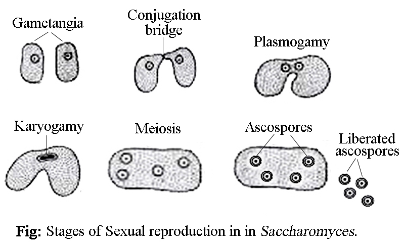 SACCHAROMYCES - CLASSIFICATION, VEGETATIVE STRUCTURE, REPRODUCTION ...
