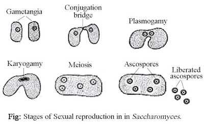 SACCHAROMYCES - CLASSIFICATION, VEGETATIVE STRUCTURE, REPRODUCTION ...