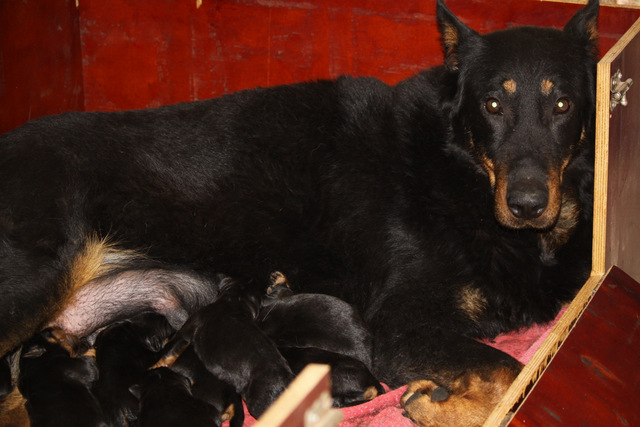 Beauceron, chiots beaucerons, Eleveur landes 40120