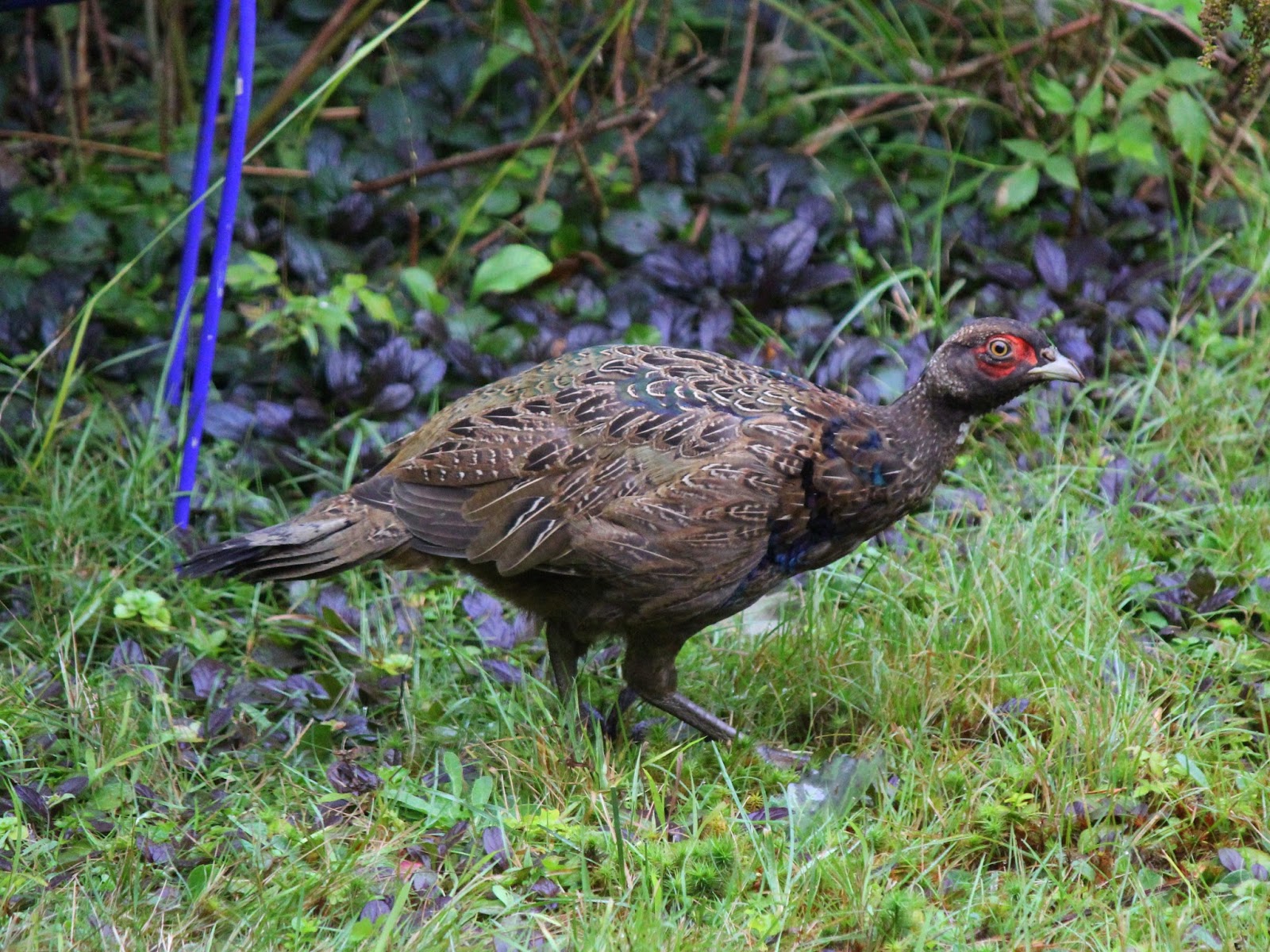 Dispatches from Can of Duck: Melanistic Pheasants