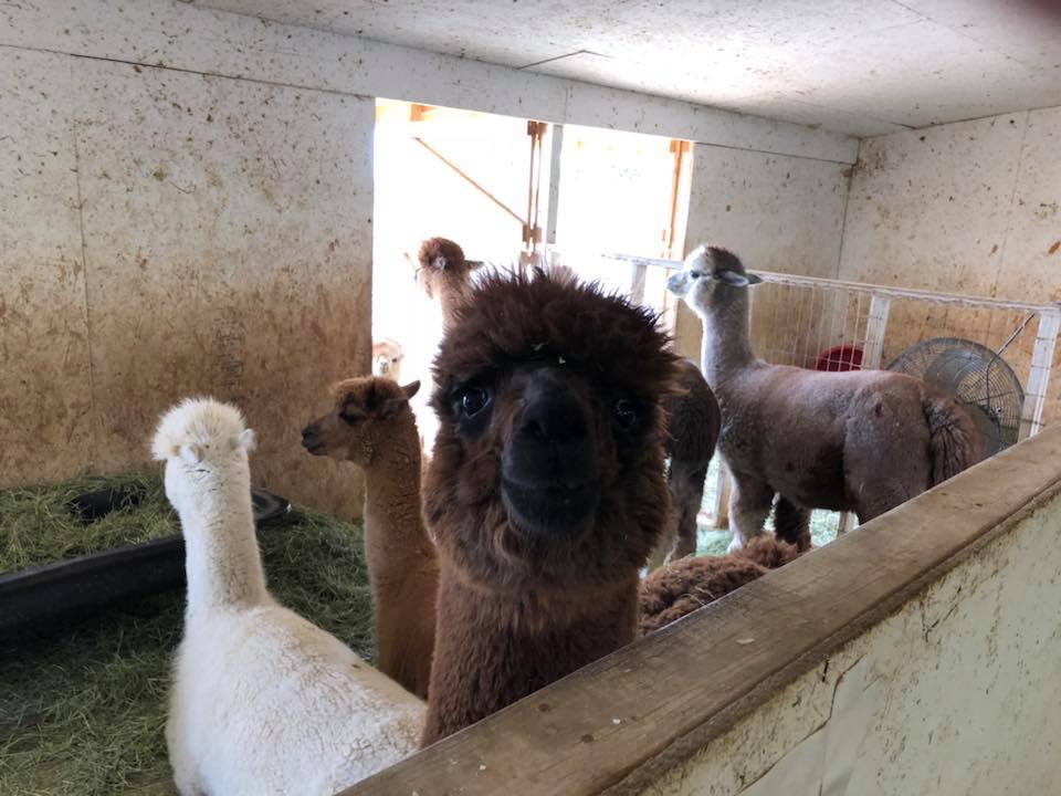The Feisty Redhead: Lots of Cute Fuzzy Alpacas (and their Yarn!)
