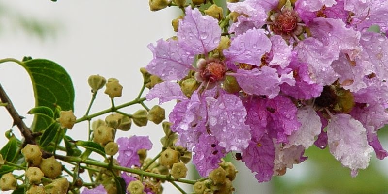 morfologi tumbuhan : BAGIAN-BAGIAN BUNGA