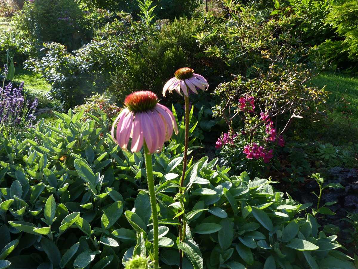 Høneballehaven på Samsø: Solhatte, liljer og et besøg