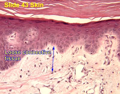 HISTOLOGY PICTURES: Connective Tissue