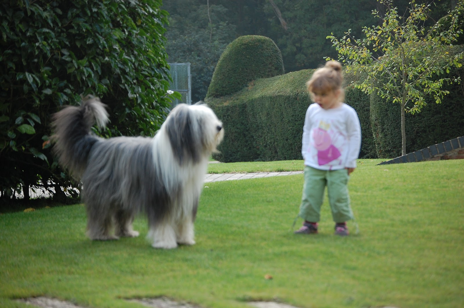 Bearded Collie Blog