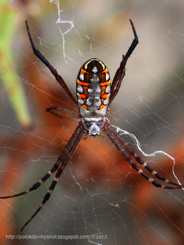 Grass cross spider (Argiope catenulata)