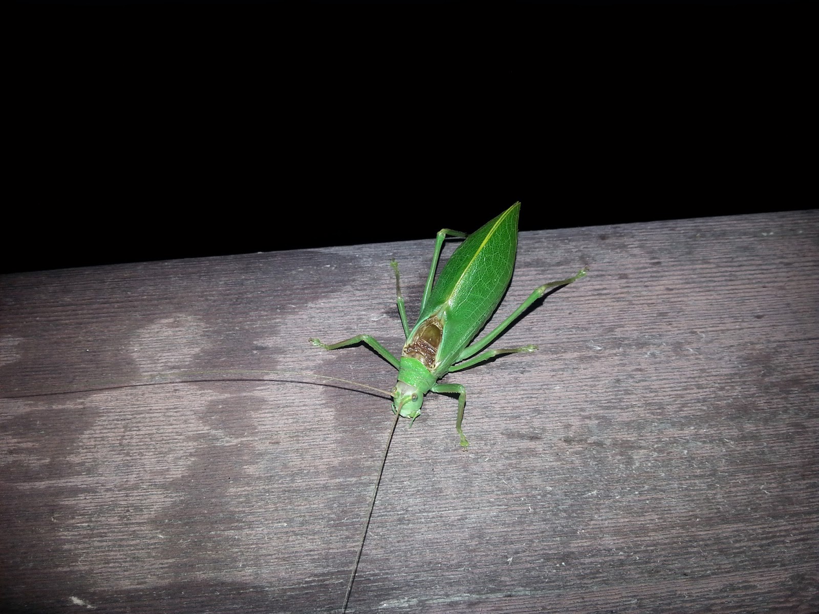 Our Life in Illinois: Insects