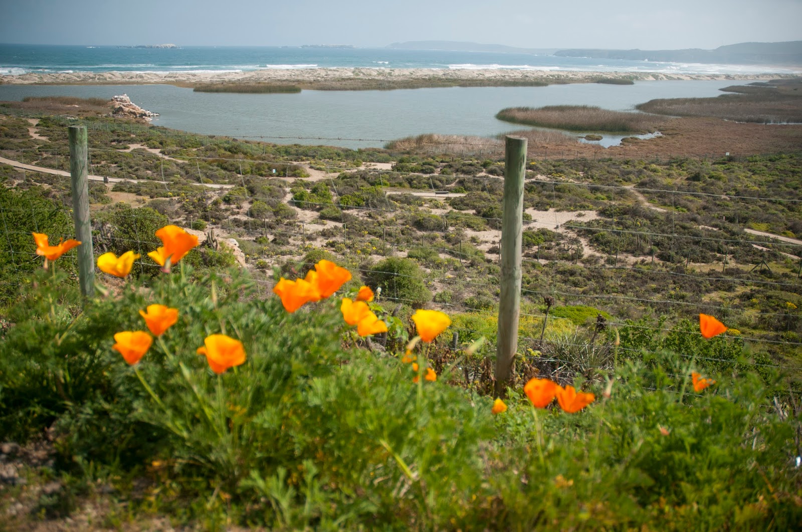 COMUNA DE LOS VILOS : Humedal Laguna Conchalí