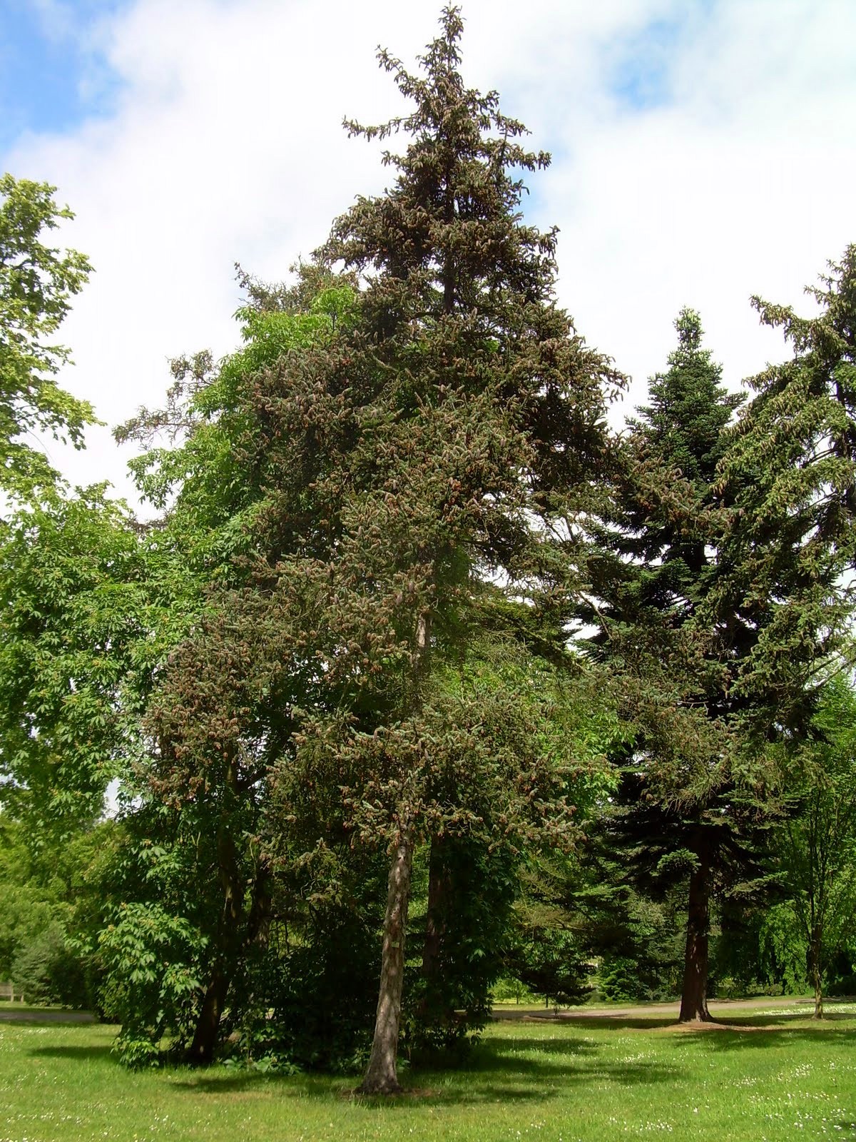 Taxonomia Plantae no Magnoliopsida: Phylum Tracheophyta Clase Pinopsida ...