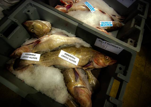 Through the Gaps! - Newlyn Fishing News: Final #FishyFriday for 2015 ...