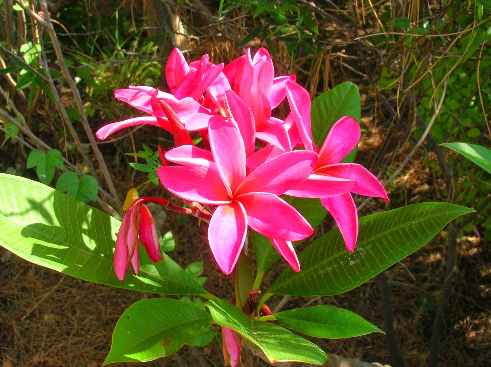 Recregarden: PLUMERIA RUBRA