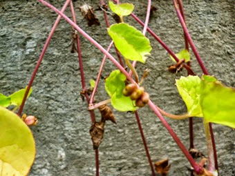 Erect Centella-Rata Gotukola | SL Flora