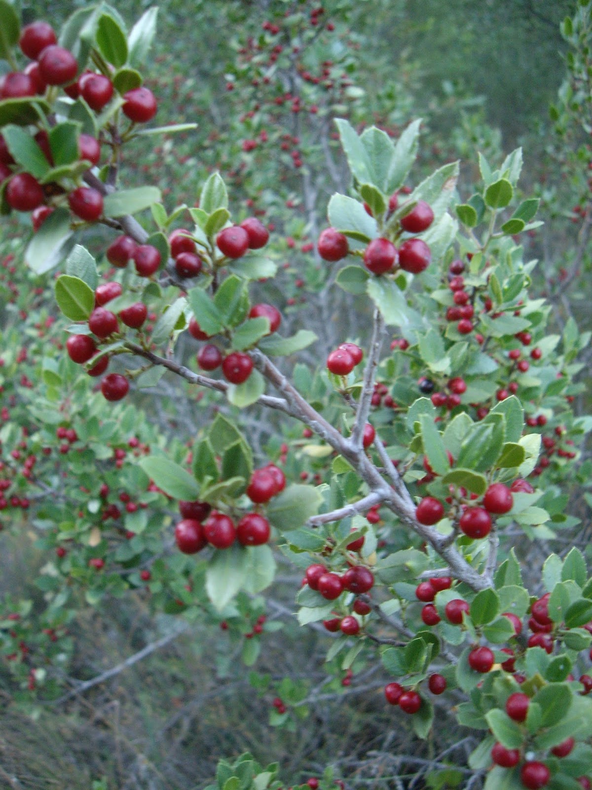 La Mar de VeRde: ILEX AQUIFOLIUM O ACEBO