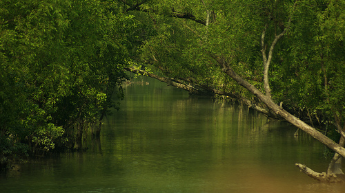 DISCOVER YOURSELF: SUNDARBAN- THE MAGICAL MANGROVE