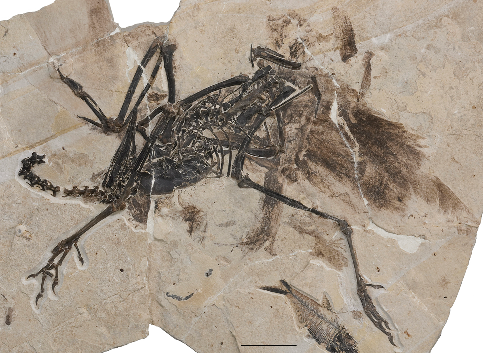 Species New to Science: [PaleoOrnithology • 2016] Calciavis grandei ...