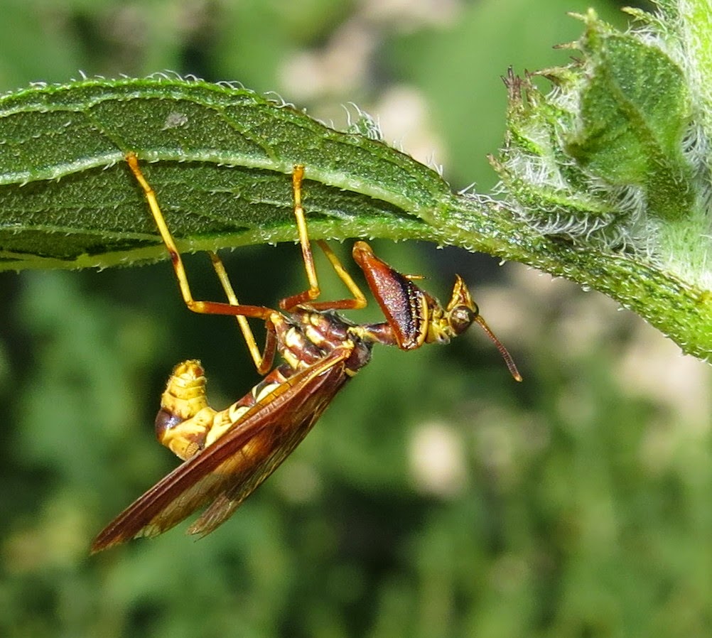 Bug Eric: Wasp Mantisfly
