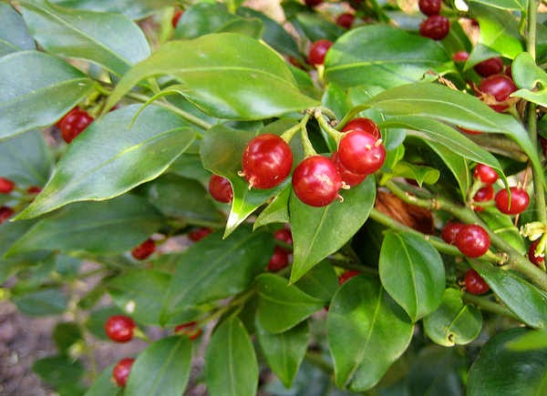 Всё о бегониях и не только...: Саркококка (Sarcococca)