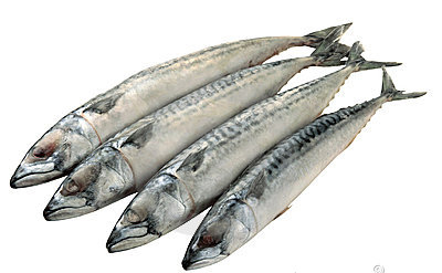 Flavors of Brazil: FISH OF BRAZIL - Cavala (King Mackerel or Cavalla)