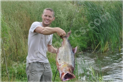 Paranormal And Strange World: Goliath tigerfish\tigerfish\tigerfish ...