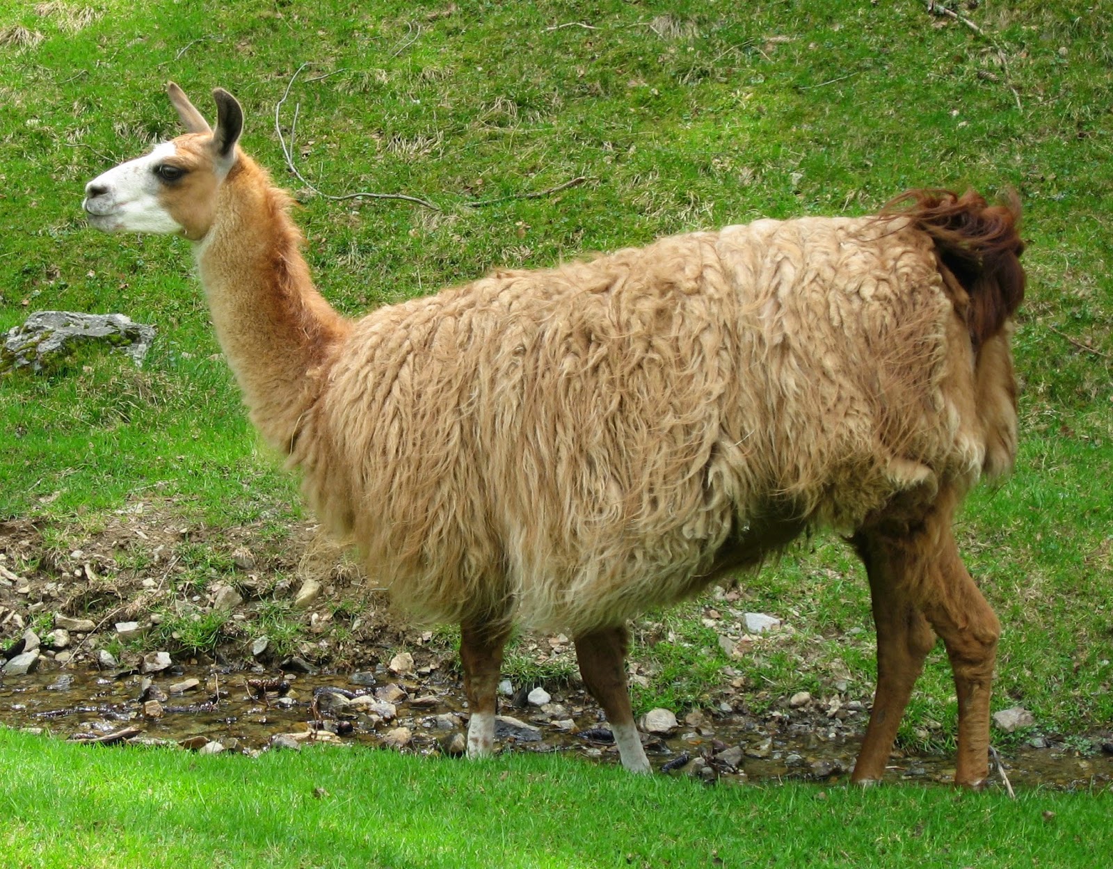 BOLIVIA... LO MEJOR QUE TENEMOS: LA LLAMA, EL ANIMAL QUE PUEDE VENCER ...