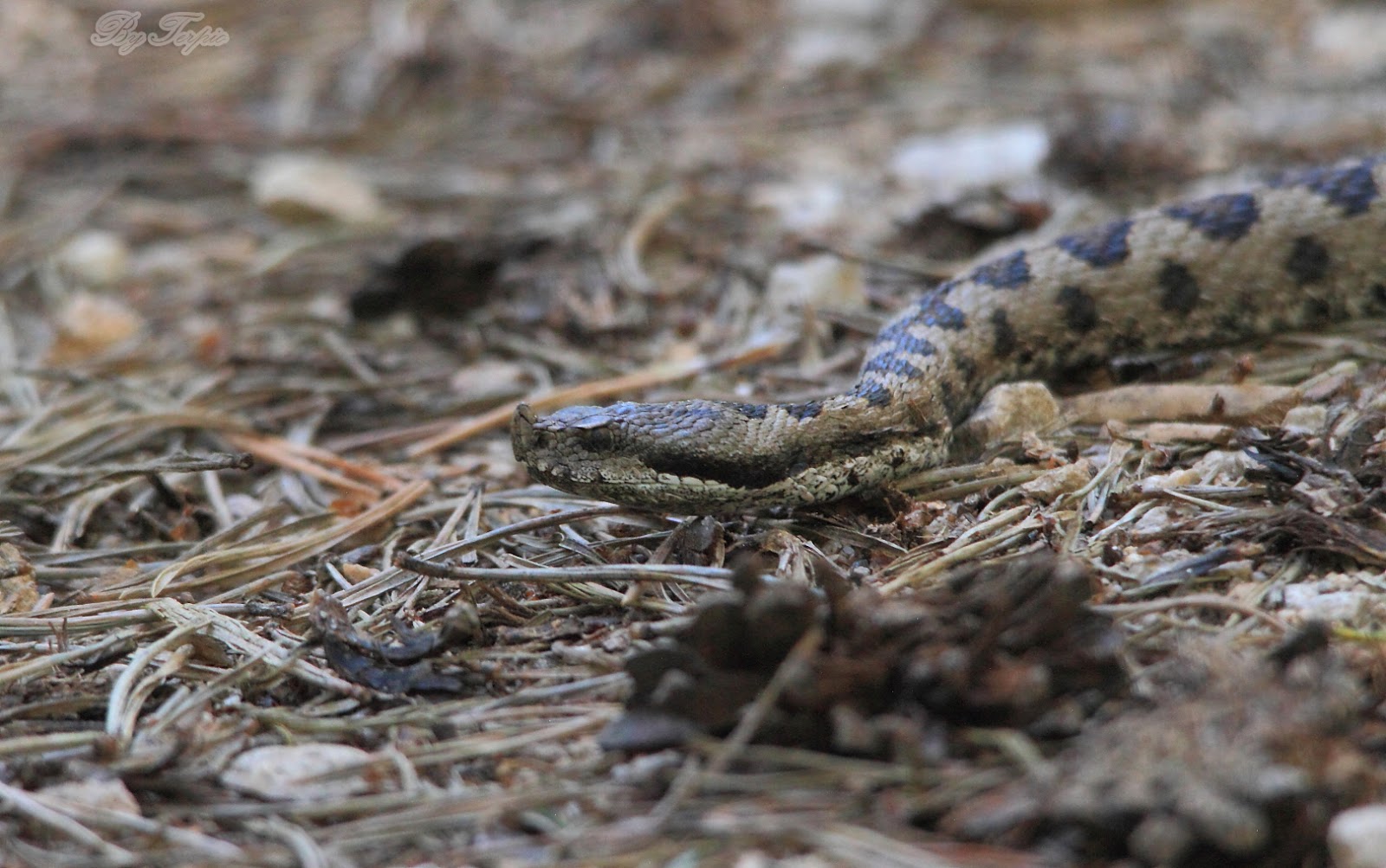 Viajes, Salidas, Naturaleza, (Fotografía).: Víbora Hocicuda (Vipera ...