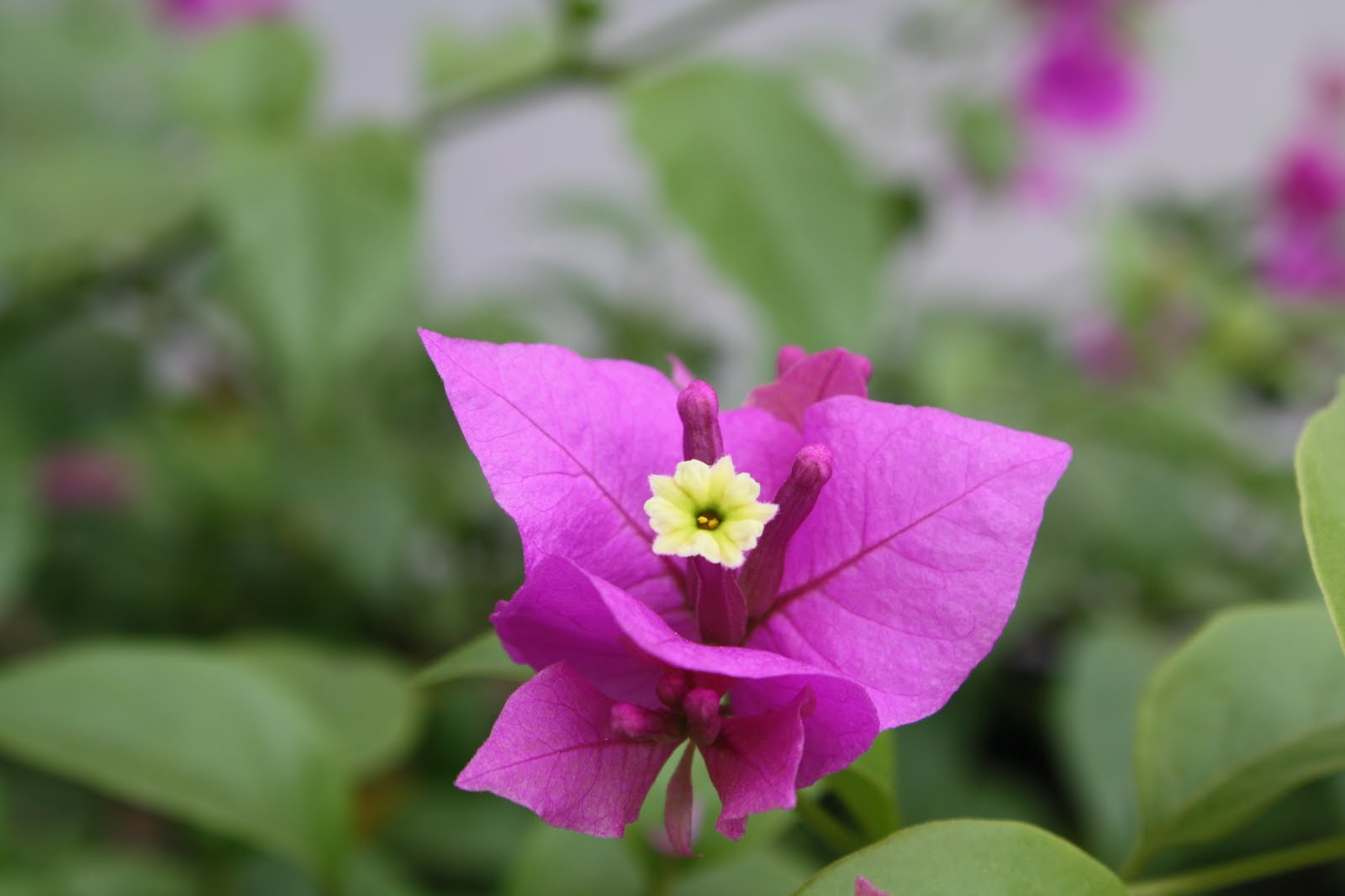 Mostly Plants: Bougainvillea (bunga kertas)