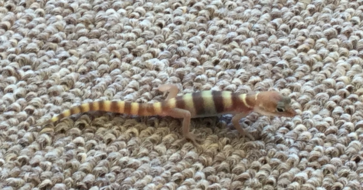 Mrs. Navarre’s Teaching Blog: My Western Banded Gecko Lizard Experience
